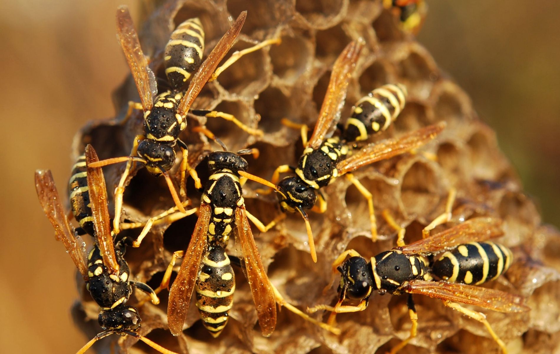 Top 3 Wasp Control Tips to Deal with Autumn Wasps - Wasps Control Melbourne