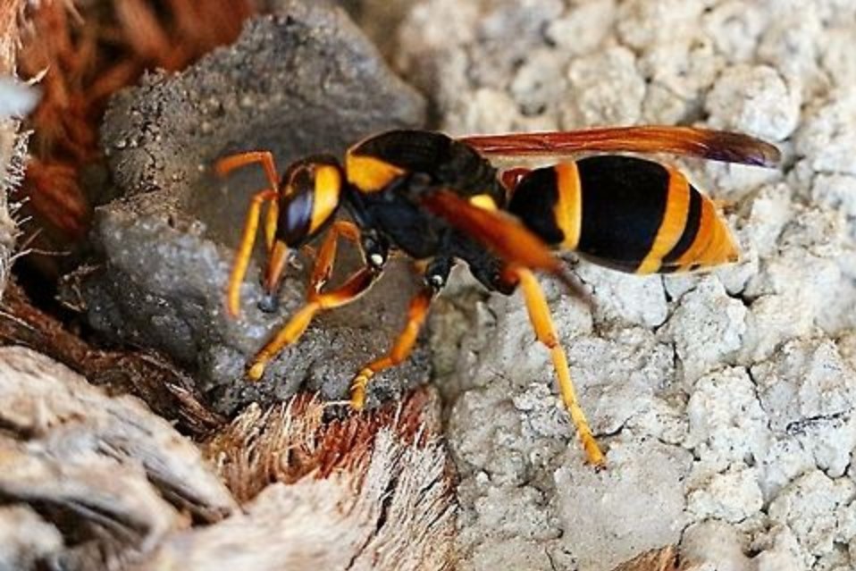 How To Identify And React To An Australian Hornet?