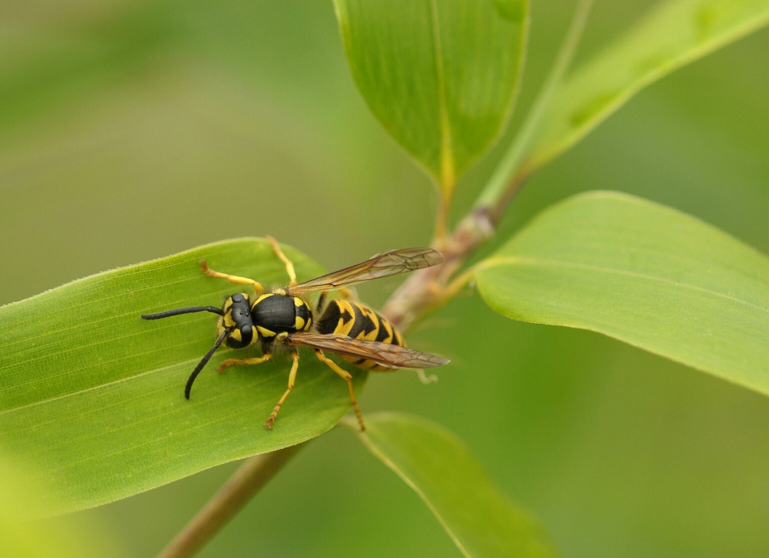 Yellow Jacket Wasp: How to Identify and Remove Them Safely